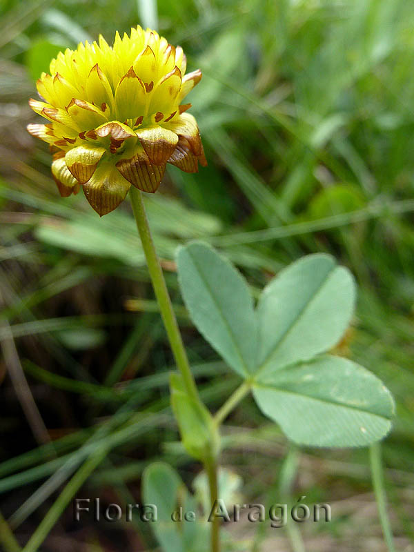 Flora de Aragón: Trifolium badium