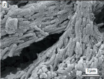 Sciency Thoughts: A Pan-Apodiform Bird from the Early Eocene Green ...