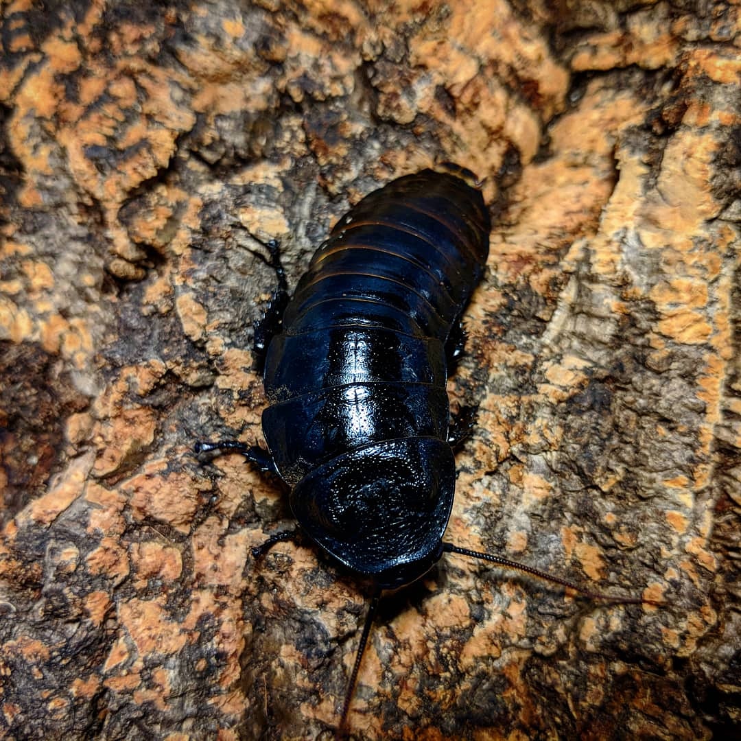 Cycloptic Exotics Availability