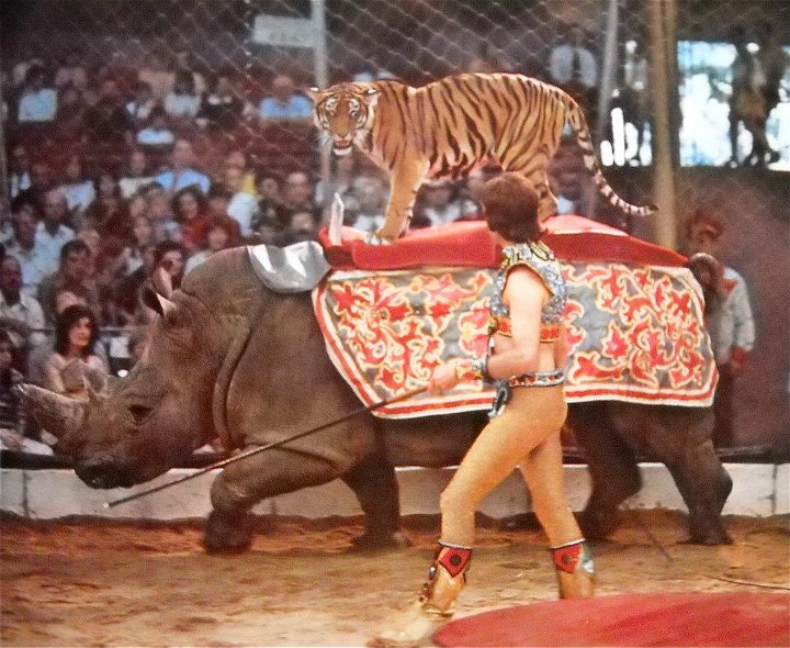 The Circus "NO SPIN ZONE": Circus Rhino's--Fredy Knie Jr. 1972