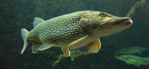 Fish Tales > : My Top 10 North American Freshwater Fish Species
