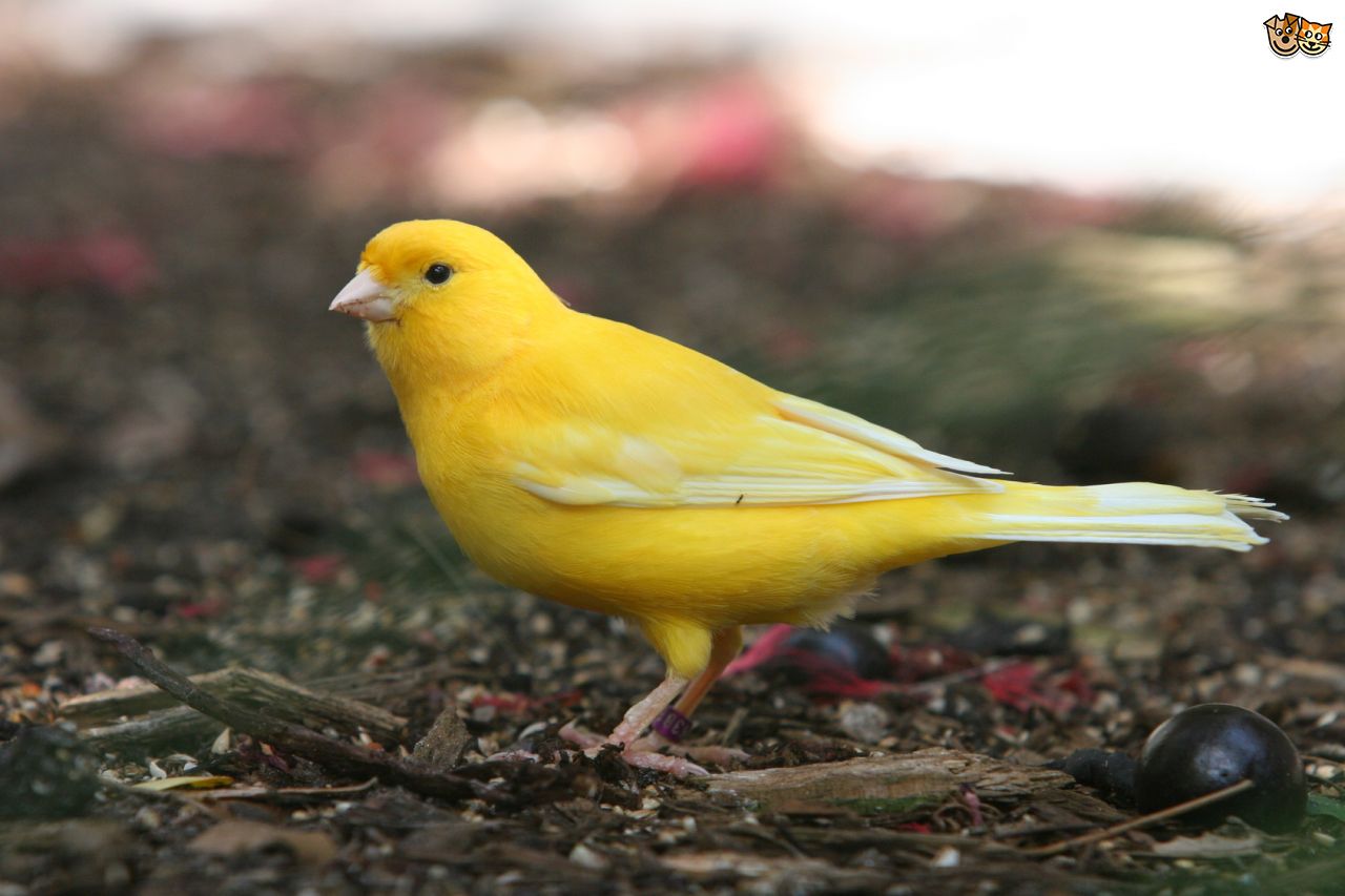 Kenari Roller ~ Kedai Kicau - Jack Bird Shop