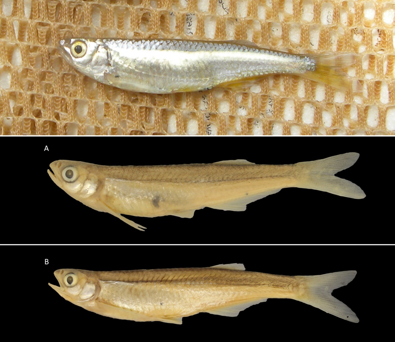 Species New to Science: [Ichthyology • 2019] Neobola kinondo • A New ...