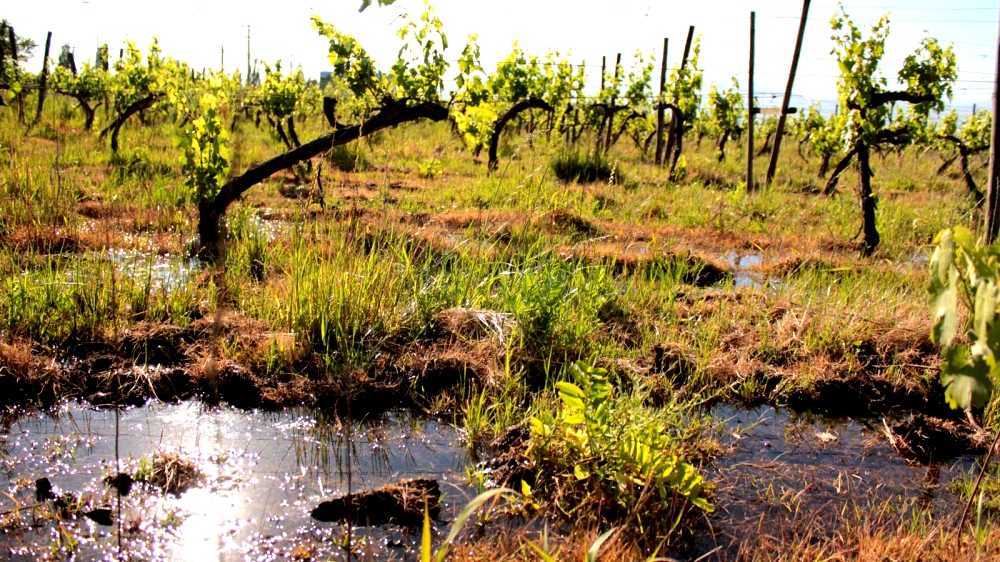 Great French Wine Blight