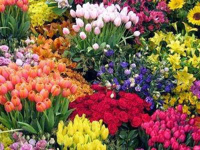 Flor y color: Las flores y sus significados