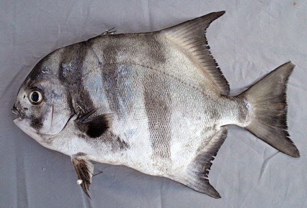 Borneo Island, Awaken To A Different World: Pacific Spadefish ...