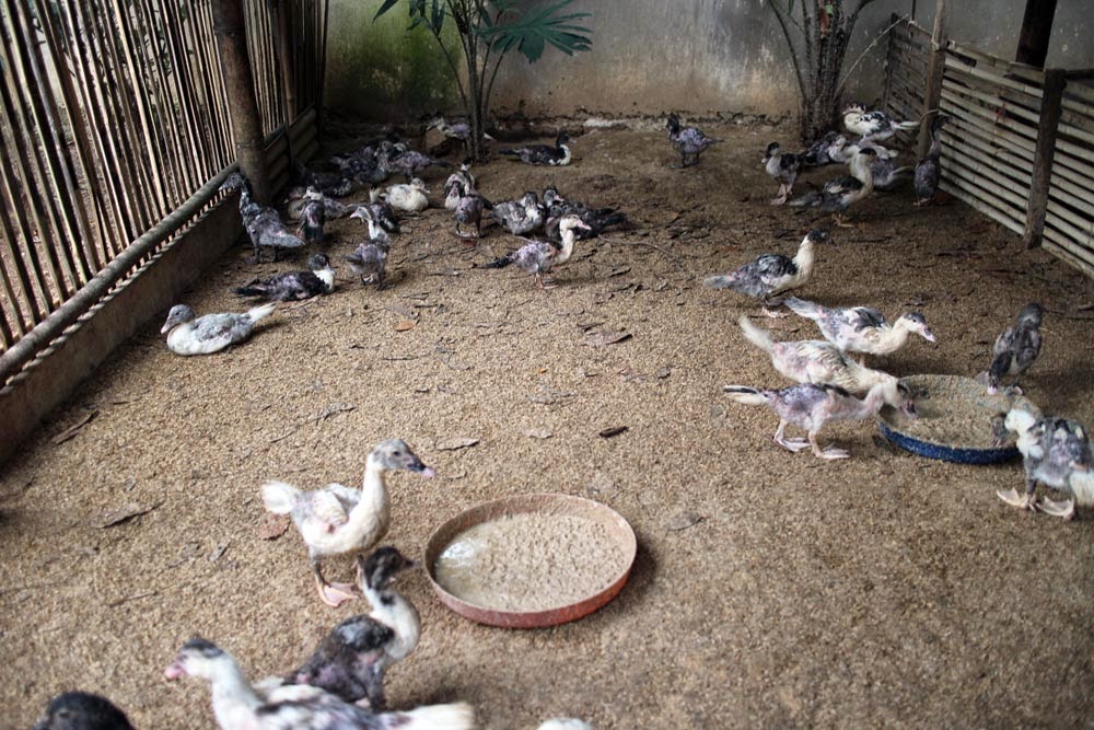 musisi jondol: Budidaya Entok, Entog