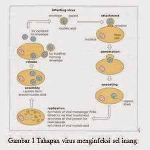 BIOLOGI GONZAGA: SISTEM IMMUN - KEKEBALAN TUBUH SMA