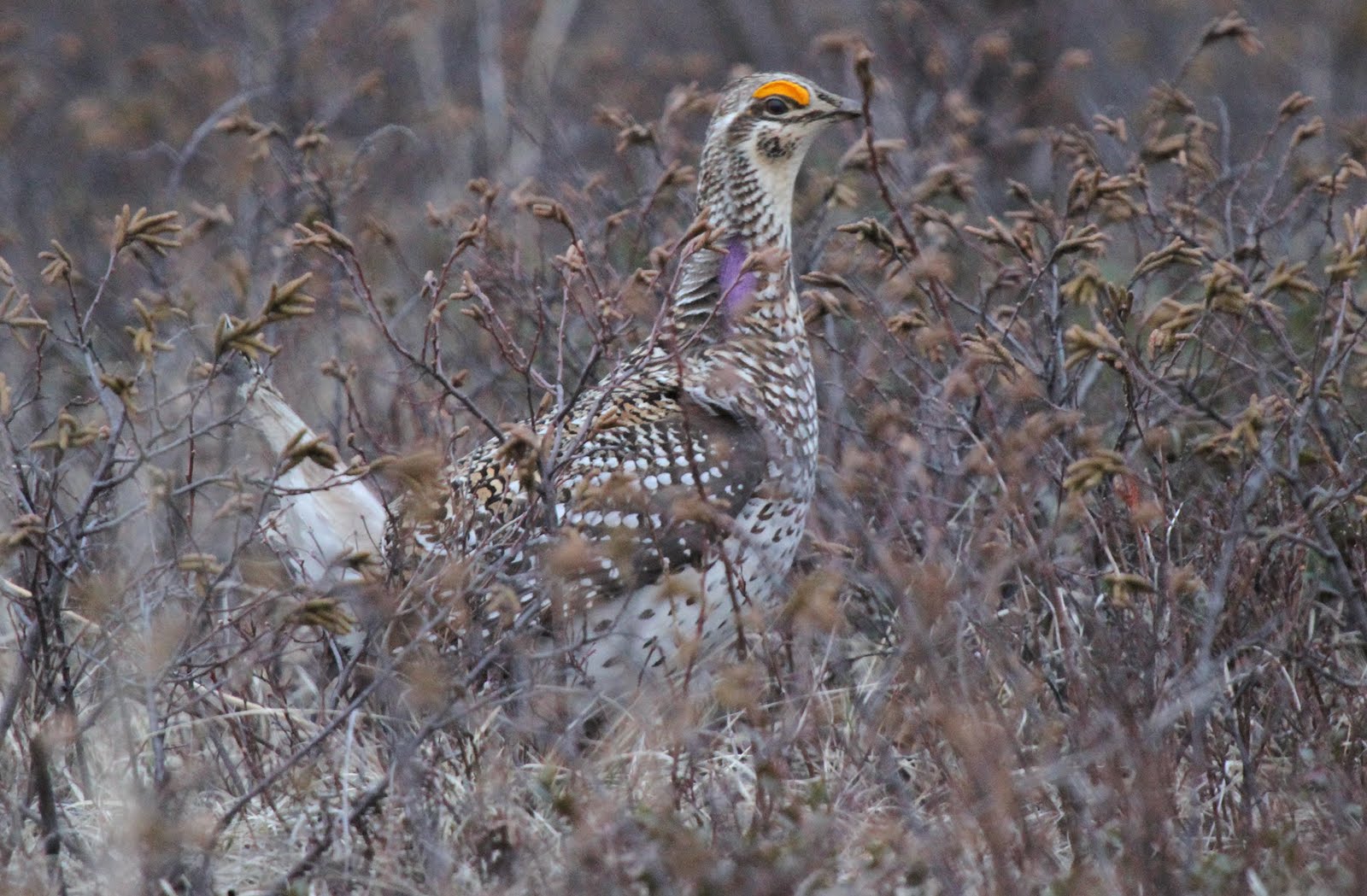 ShutterWi: Sharp-Tailed Grouse. Bayfield County WI.