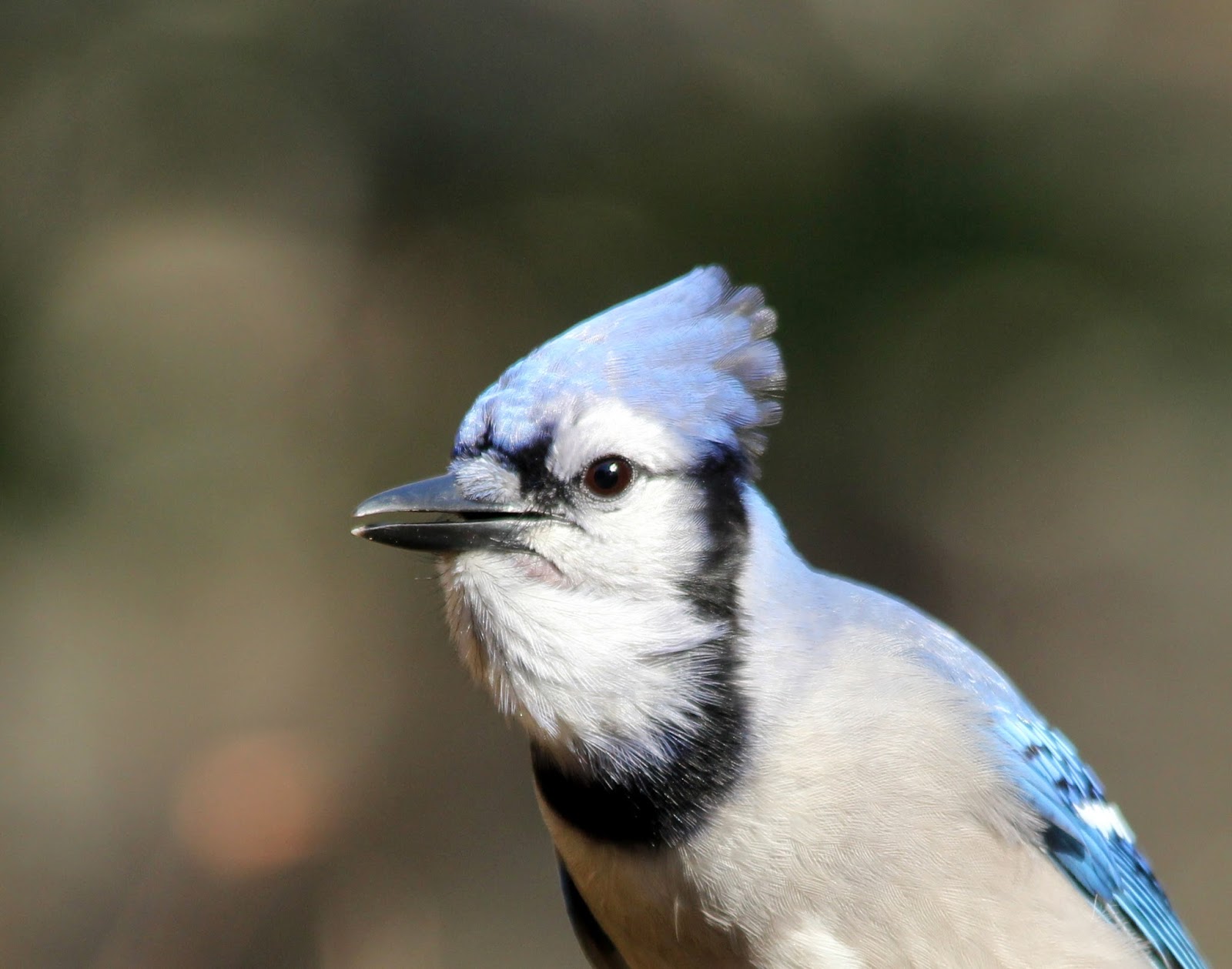 Here and There: Day 339 - 4th December 2016 - Blue Jay, Red-Wing ...