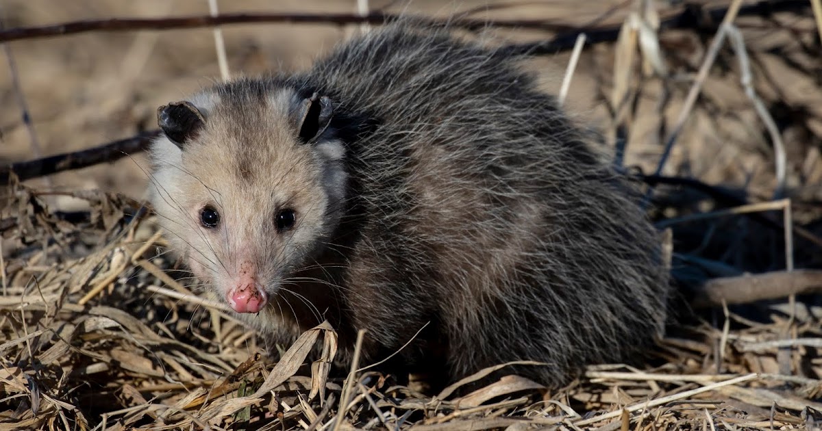 SPEED OF A PLANT: Possum Spring