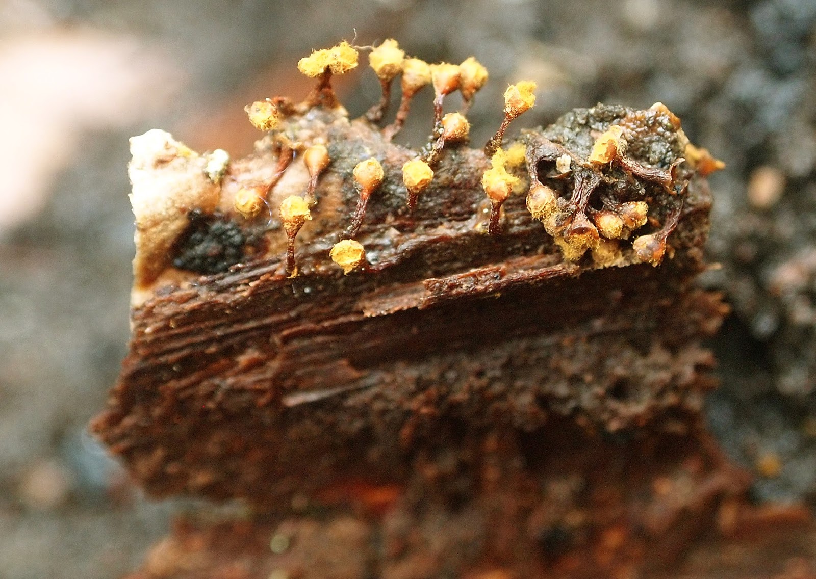 Calderdale Fungi - Halifax Scientific Society - Mycology Section: March ...