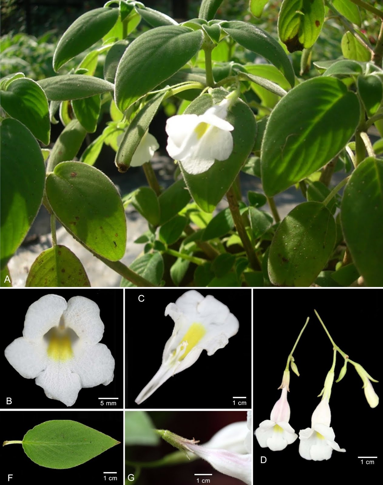 Species New to Science: July 2016