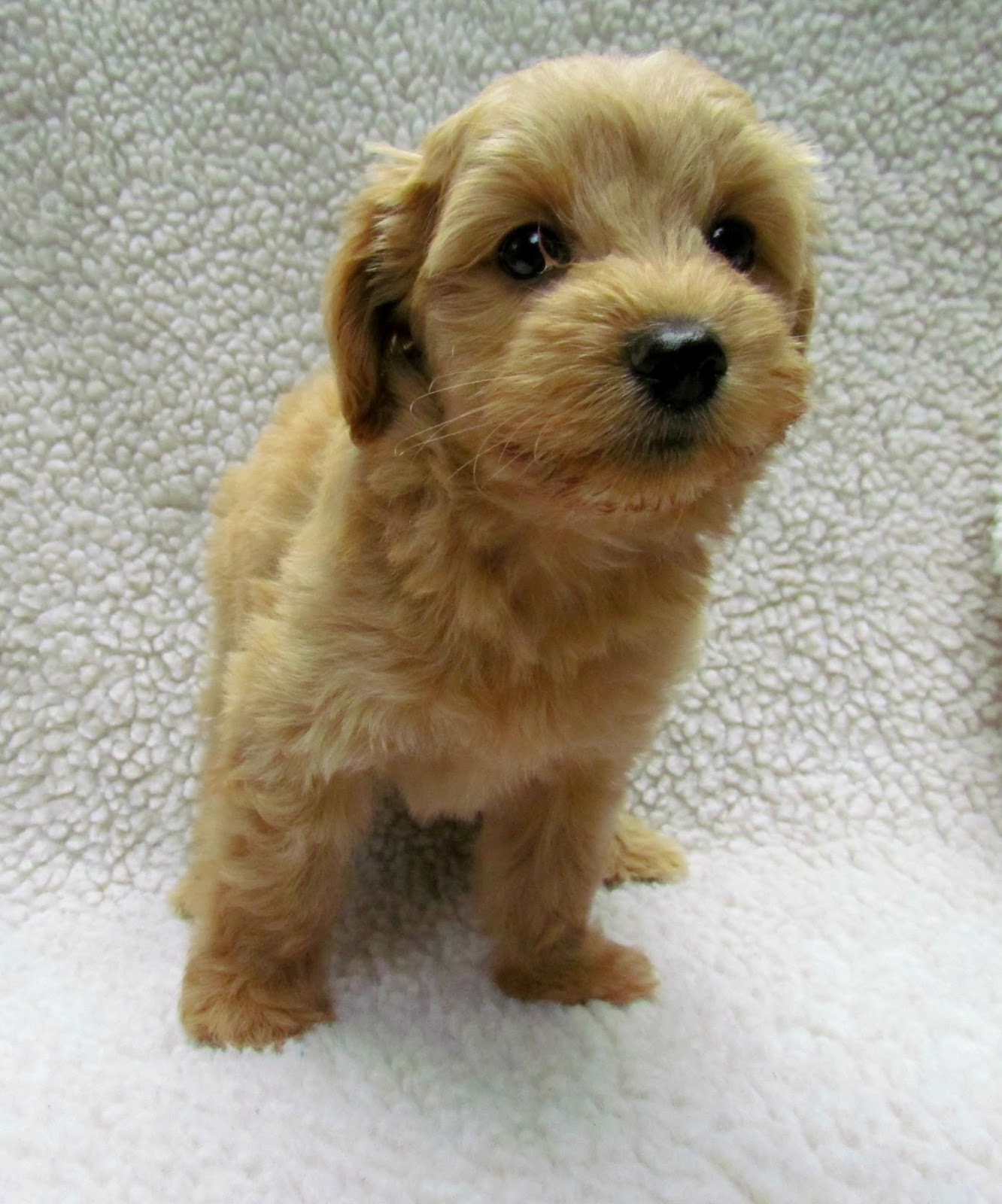 Growing Puppies - Virginia Schnoodle Breeder --Hypoallergenic Dogs ...