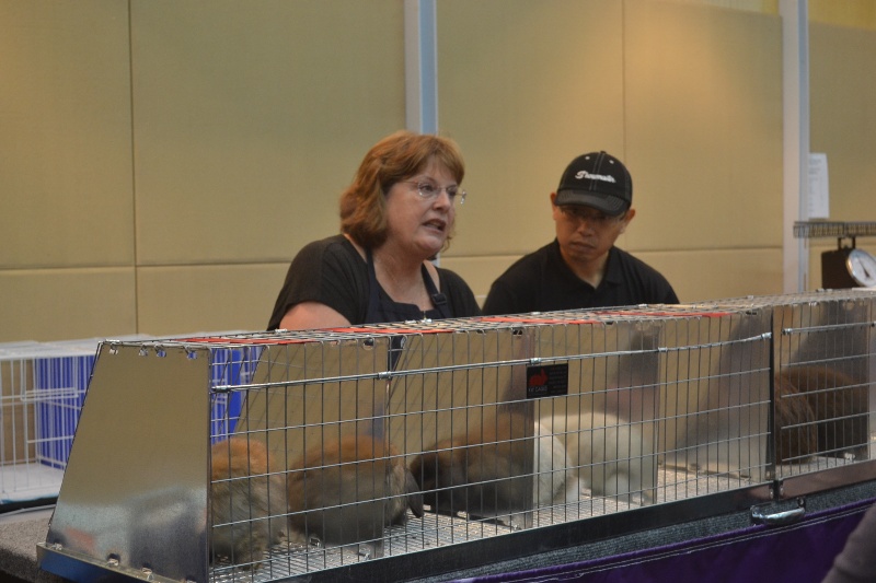 Fayuma Rabbitry: ARBA Rabbit Show '12