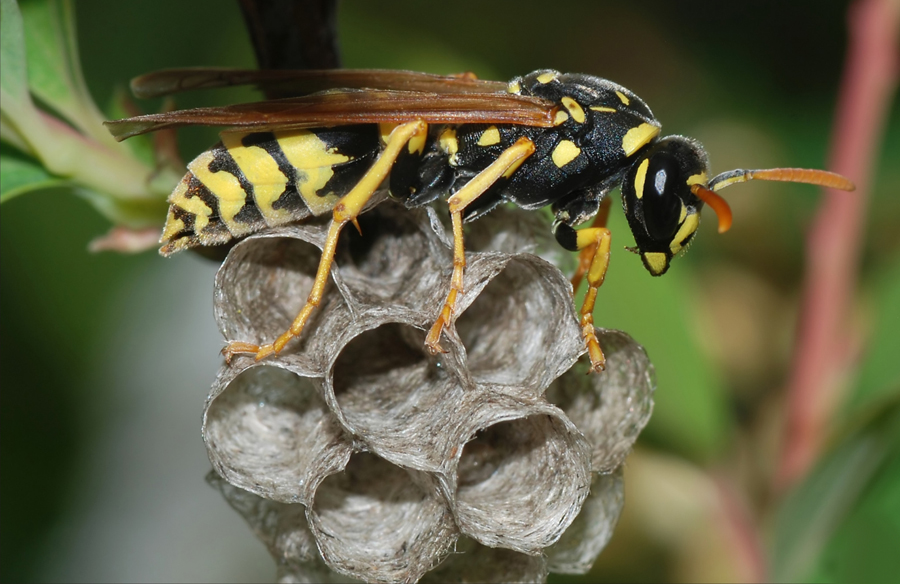 Wasp | The Life of Animals