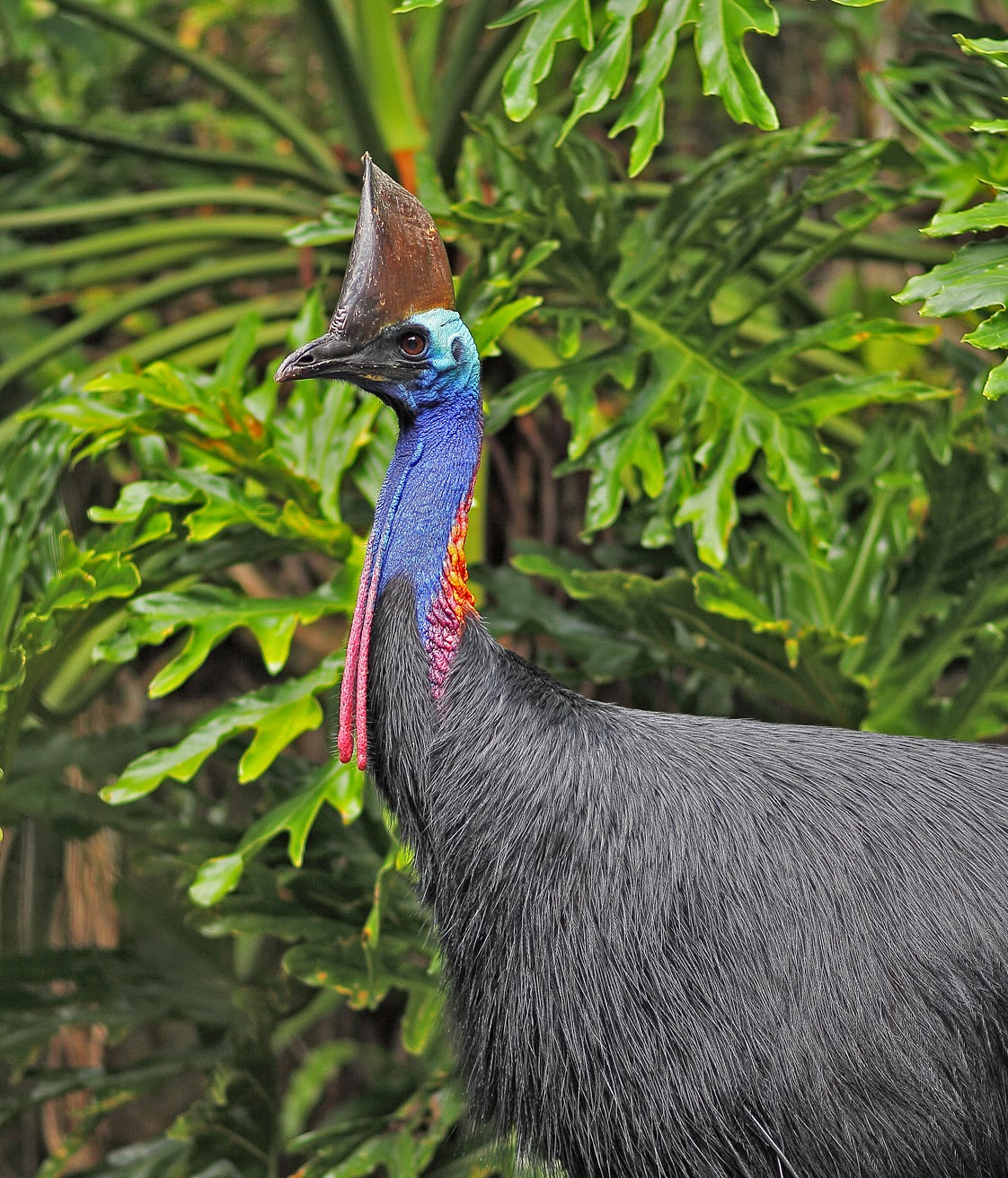 BunyipCo: Cassowary Update