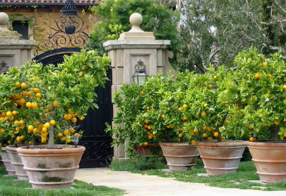 Eye For Design: The Old World Charm Of Potted Citrus Trees......Indoors ...