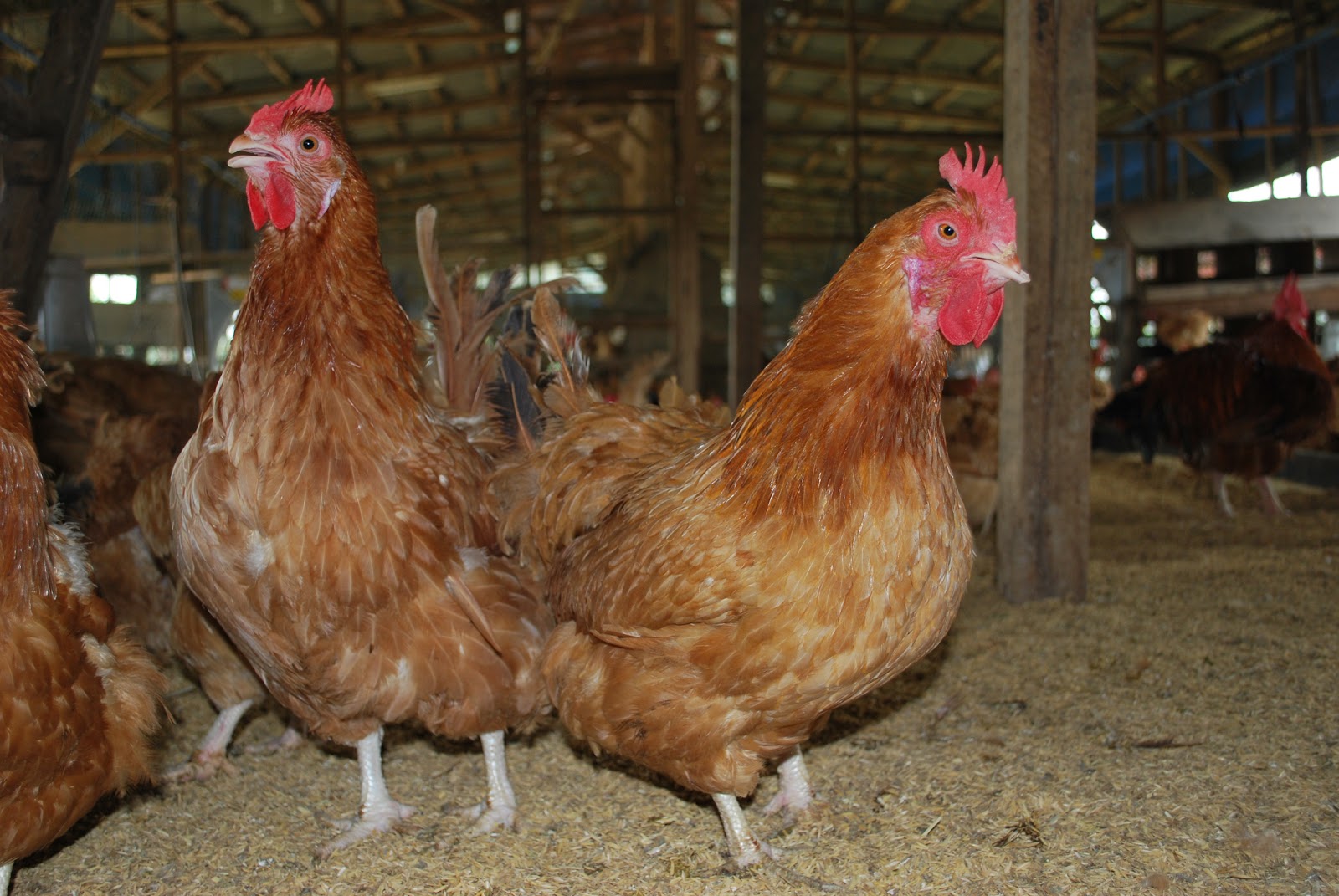 BOUNTY FRESH FREE-RANGE CHICKENS: OUR BREEDER FEMALE