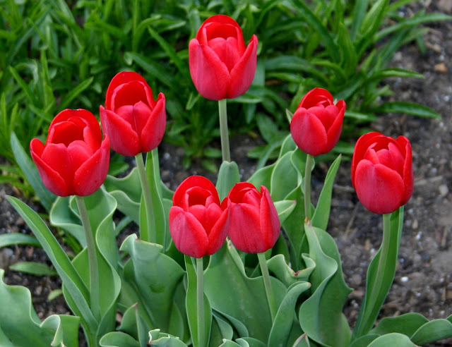 TULIPS MAKE LONG-LASTING SPRING BOUQUETS -- Combining reds and yellows ...