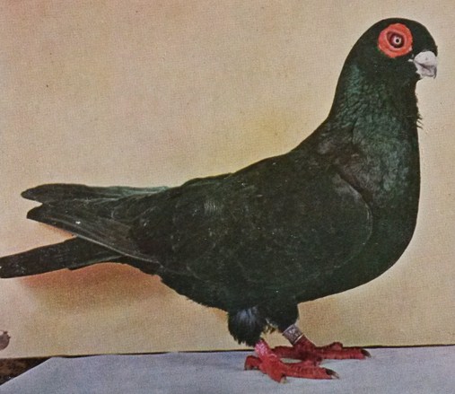 6 Jenis Merpati Hias Yang Paling diminati di Indonesia - Kagarut.com ...