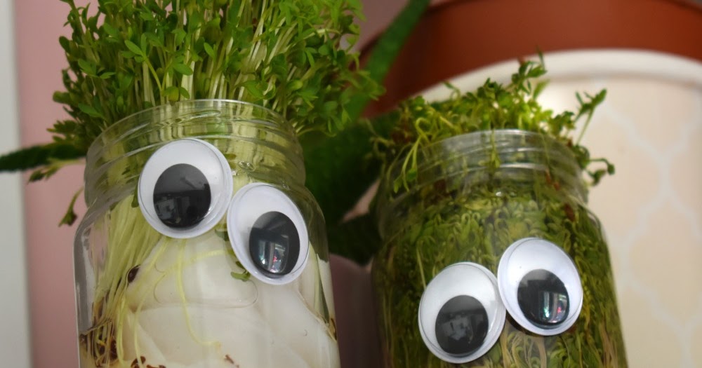 Cress Heads! - Whimsical Mumblings