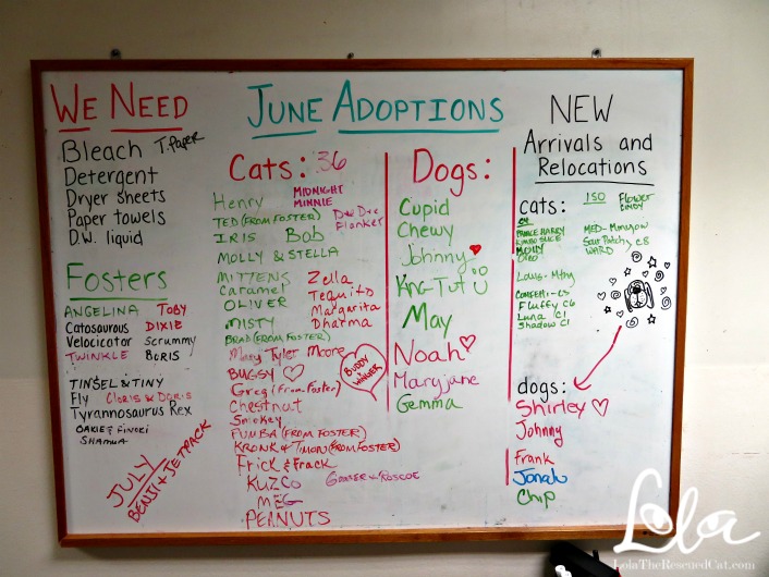 Pet Animal Welfare Society - Blog the Change for Animals #BtC4A | Lola ...