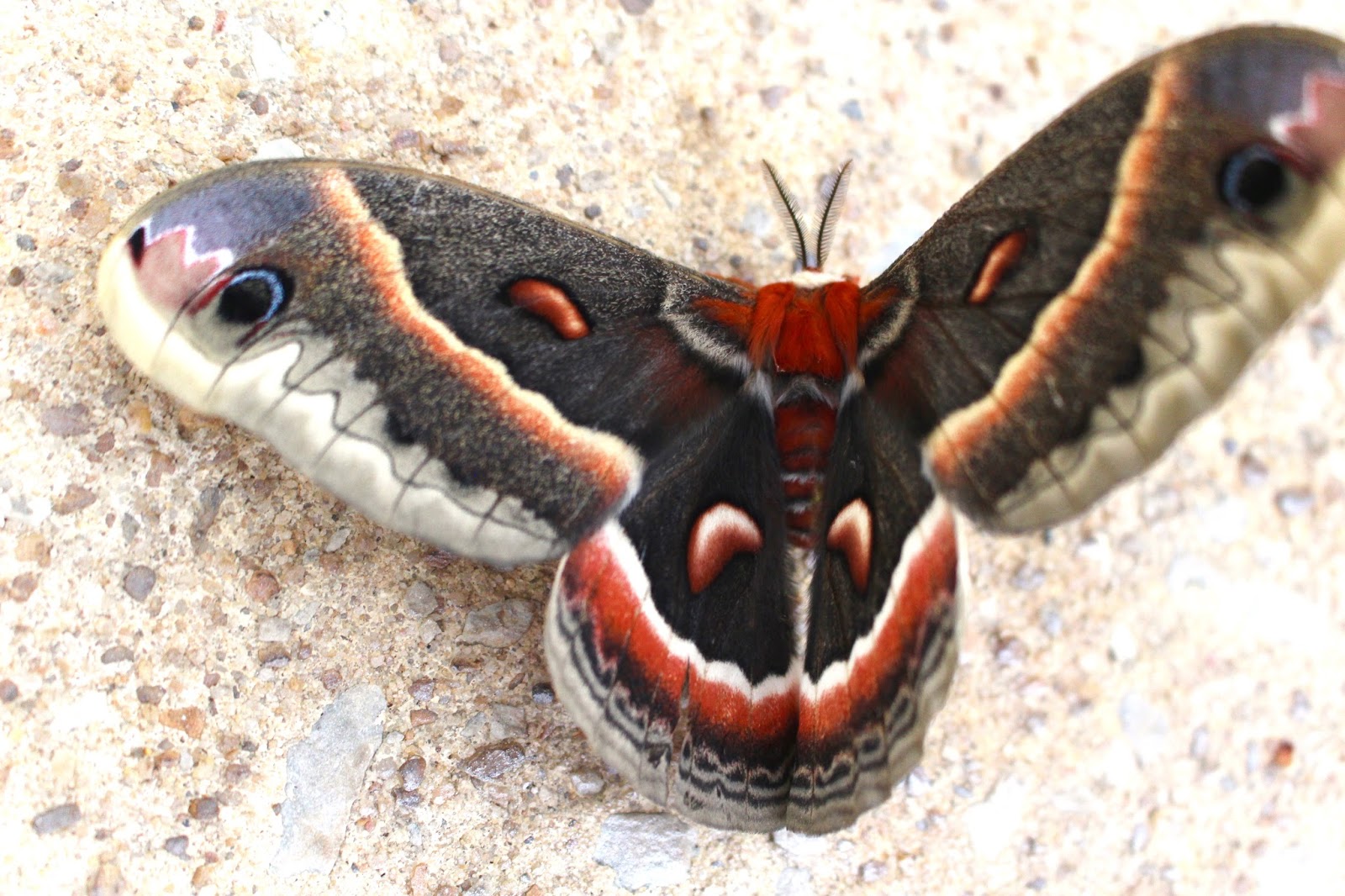 Discovering His Creation: Cecropia Silk Moth (Hyalophora cecropia)