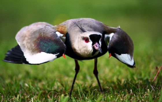 Mundo Arata ::: EDICION LIMITADA X UNA SEMANA ::::: Manual básico de ...