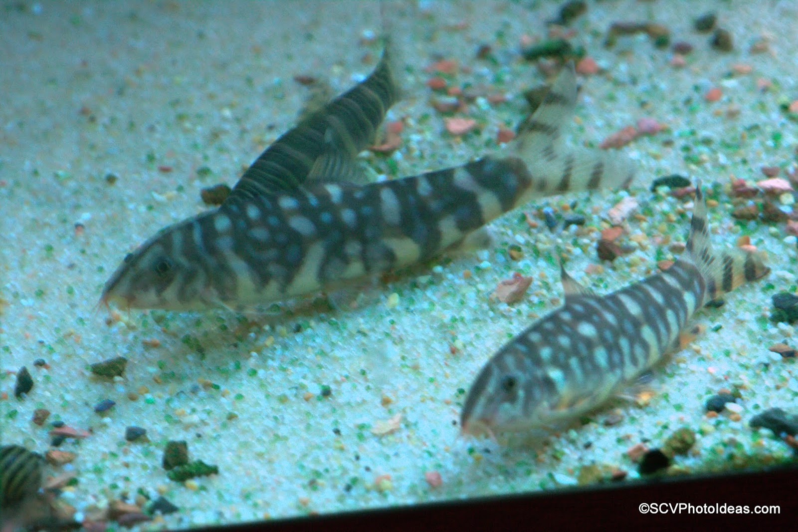 S.C.V. Aquascaping Ideas: Zebra Loach - Botia Striata and Twin Banded ...