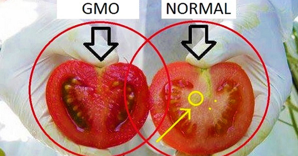 An Easy Way To Identify Genetically Modified Organism (GMO) Tomatoes To ...