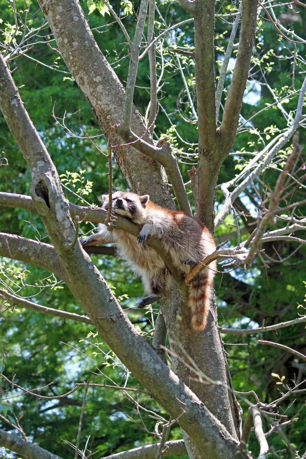 The Robertson Family: New Orleans Zoo