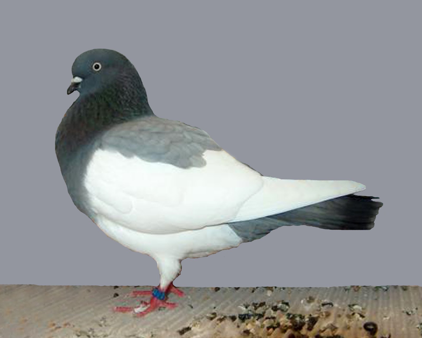 Old German Magpie Tumbler | BD PIGEONS