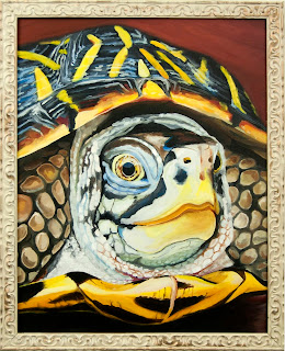 World Bird Sanctuary: Turtles and Livvy Jones