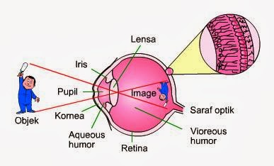 Organ Mata Manusia dan Sistem kerja mata