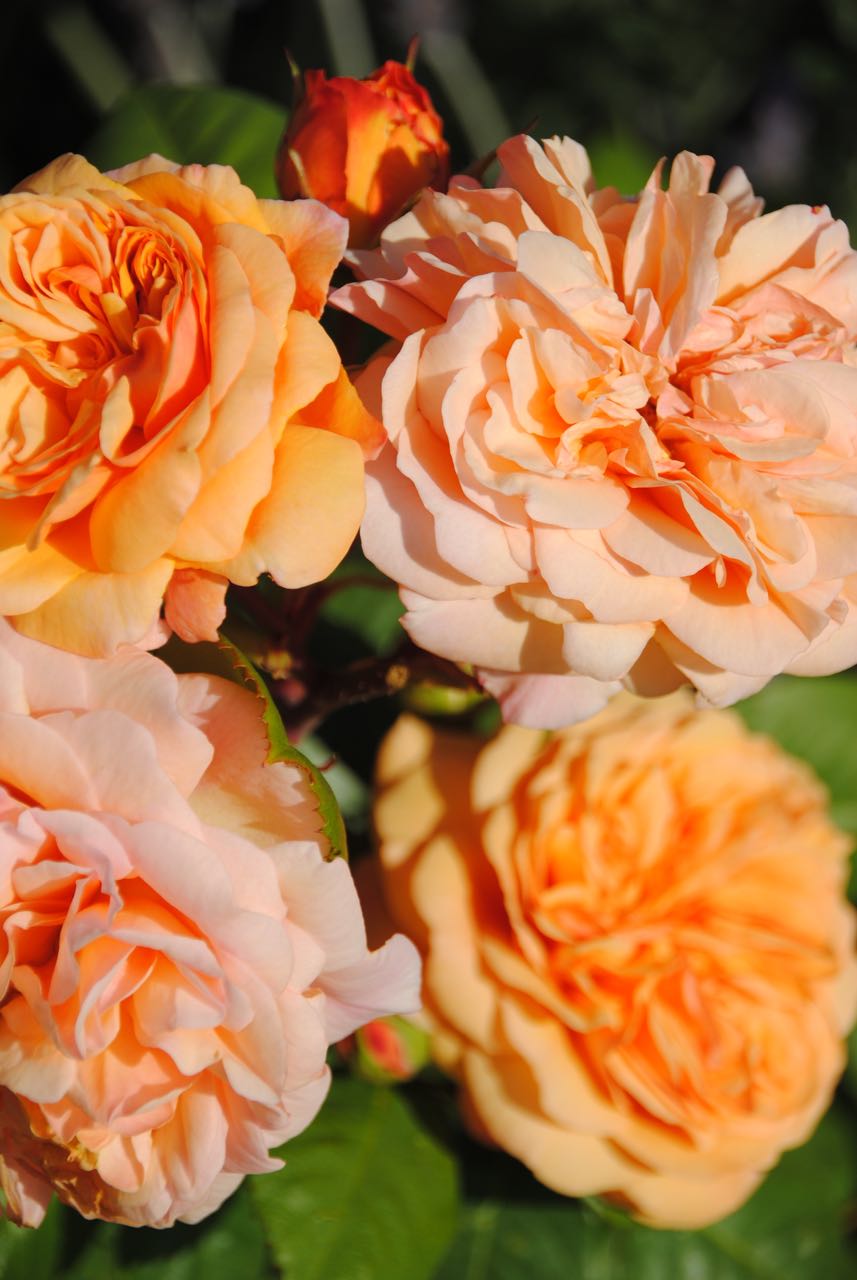 William Morris in Quilting: Beatrix Potter book news