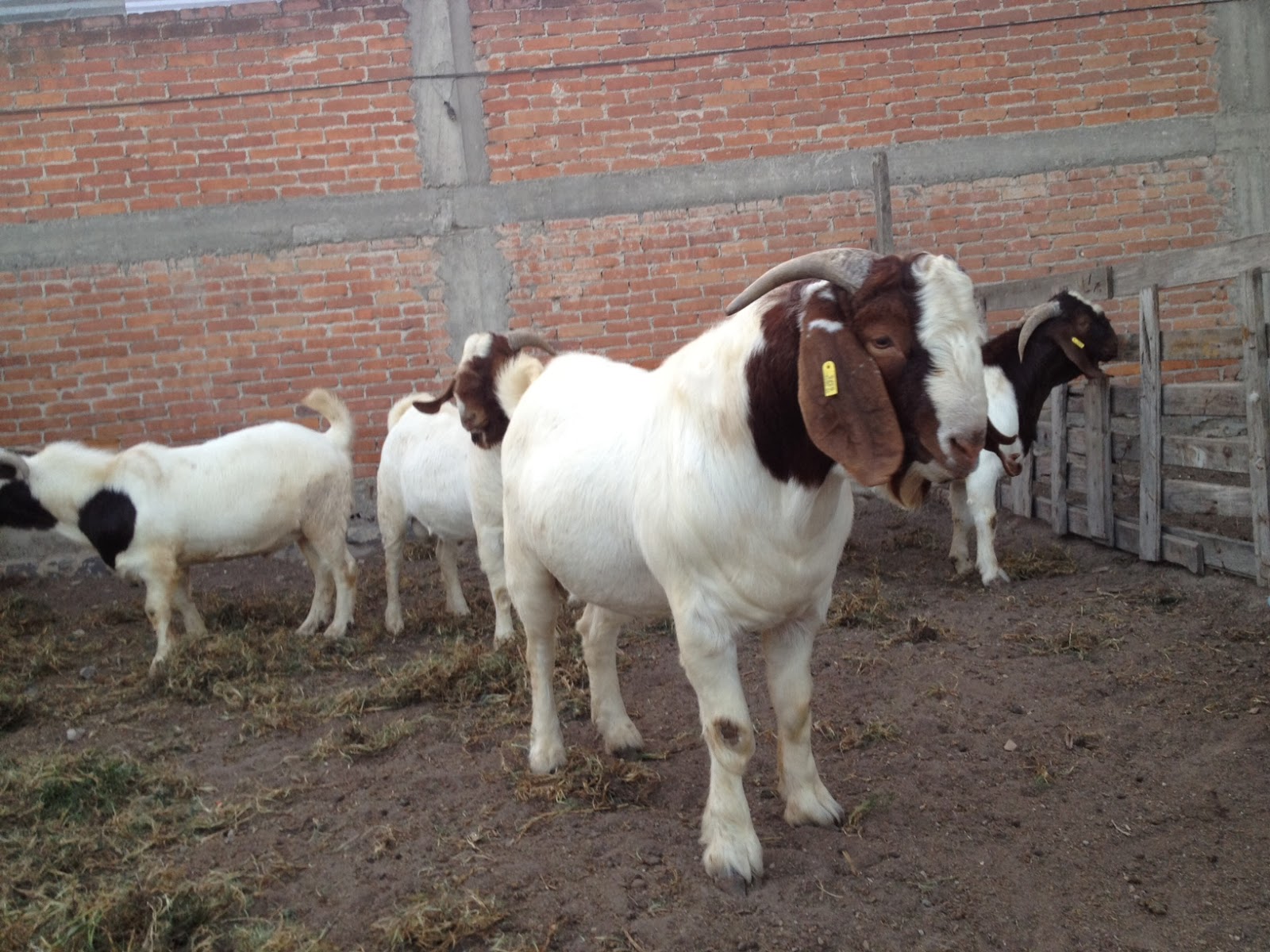 Criadero Boer - Cabras Boer y Borregos Dorper