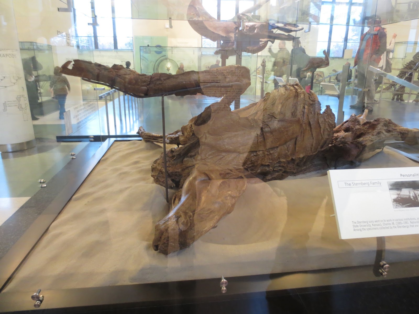 Equatorial Minnesota: 75 years of "Hadrosaurian Dinosaurs of North America"