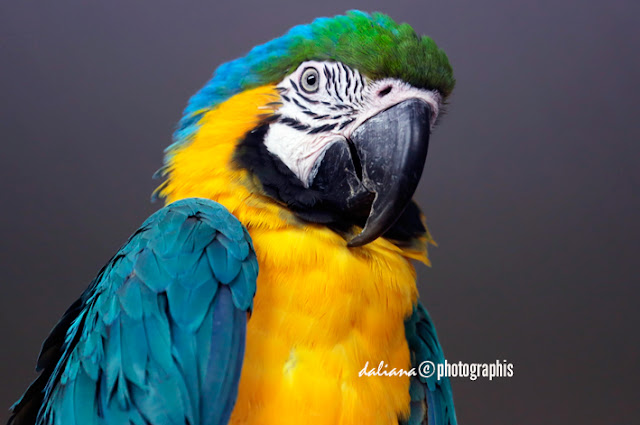 Photographis: The Parrot