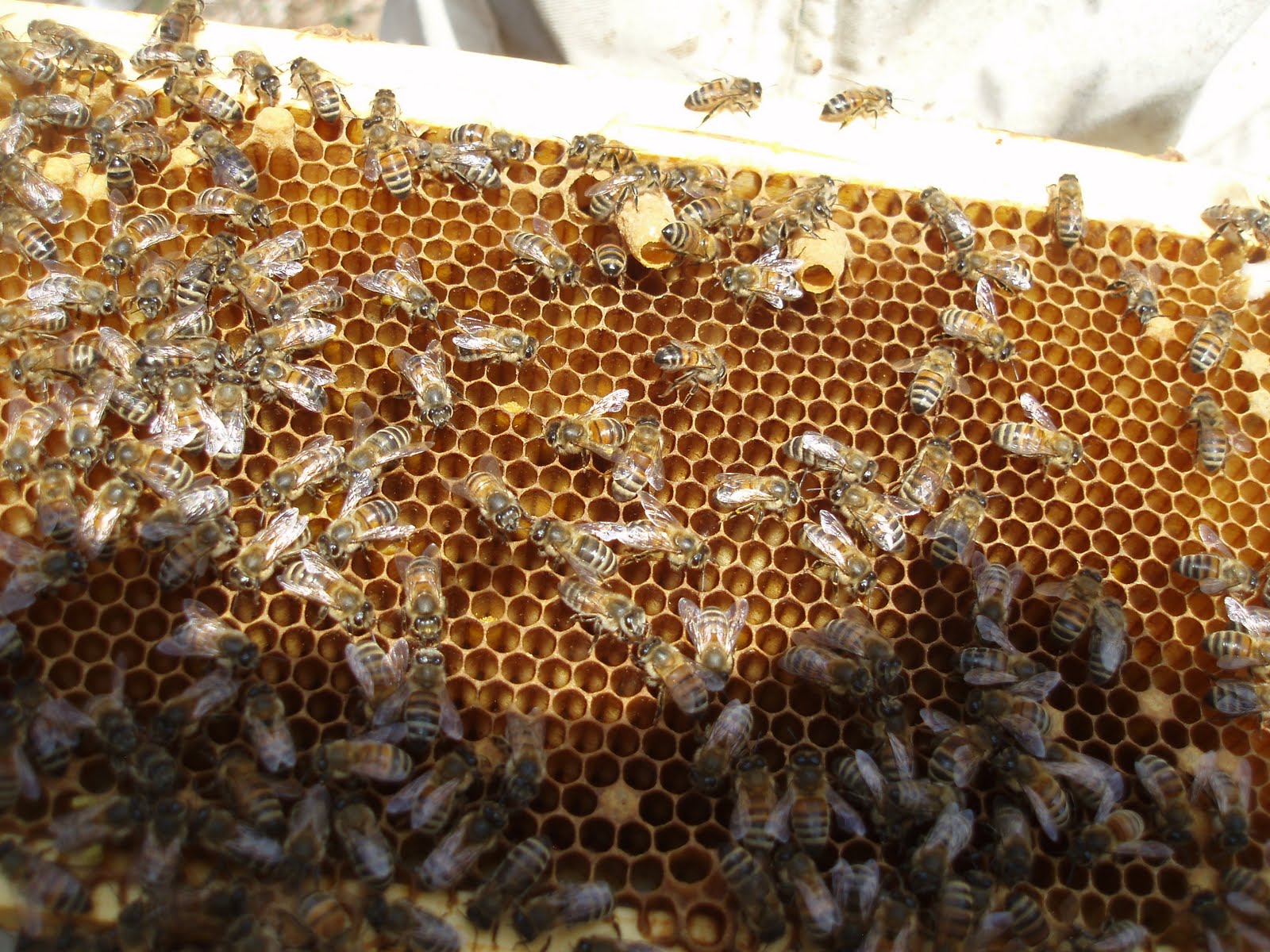 SteffesWood Apiary Aliquippa, PA: Making Queens: Supercedure Cells ...