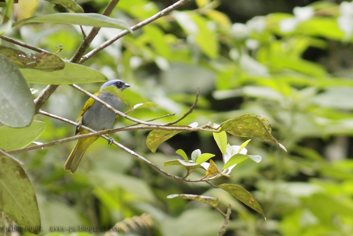 mis fotos de aves: Sporathraupis cyanocephala Tangara Coroniazul Blue ...