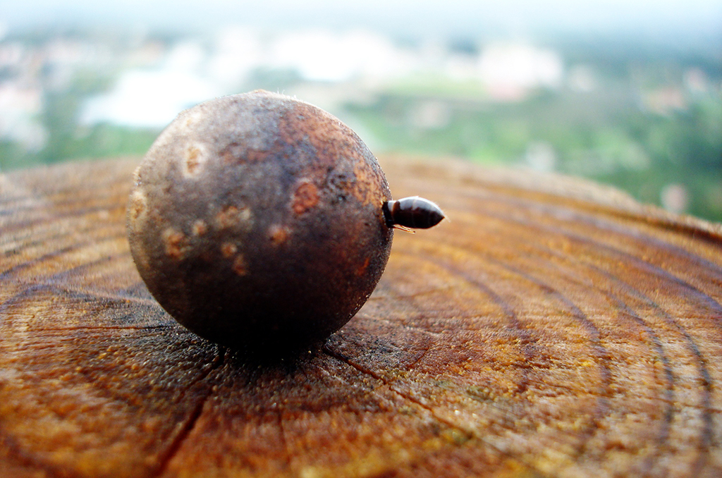 Alvíssaras: Oak gall