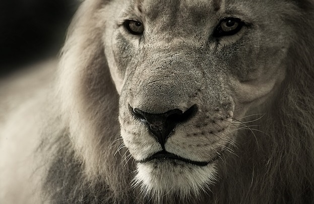 Intip 10 Gambar Singa Terbaik dan Terlengkap Yang Ganas disini ...