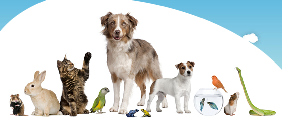 Cuidados | Animales Domésticos