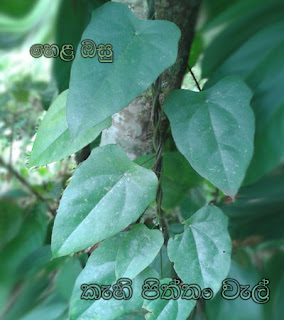 Hela osu: කැහි පිත්තං (kahi piththan)