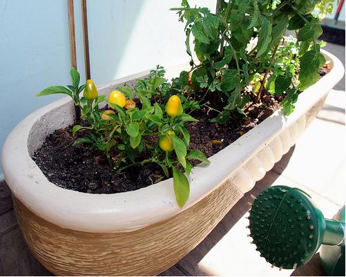 Mini Horta "Paraíso da Saúde": Como ter uma mini horta em casa, e ...