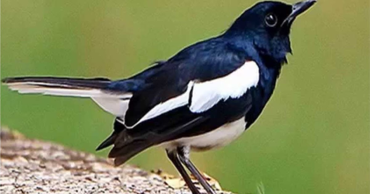 Memilih Kacer Sebagai Gacoan