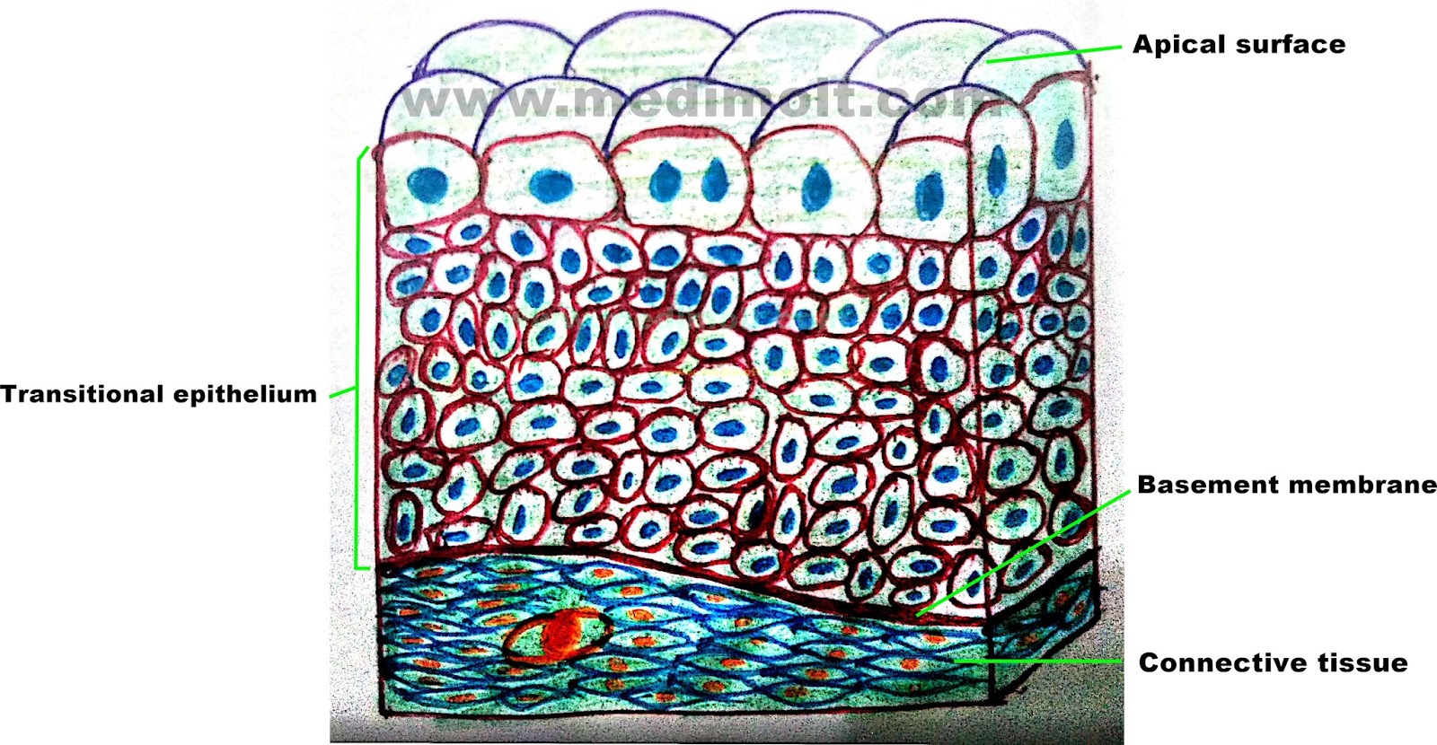 What is Epithelial Tissue Different Types of Structure Location and ...