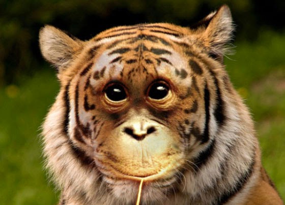 Animal swaps, do you recognize them all? | JUMI