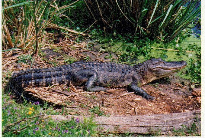 Alligator | Animal Wildlife